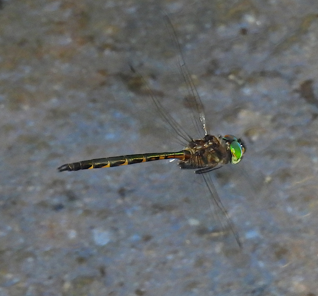 Australian Emerald Dragonfly from Wightman Reserve, Arana Hills ...
