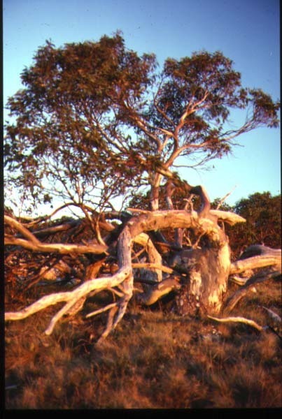 Alpine Snow Gum from Bimberi NSW 2611, Australia on March 03, 1998 at ...