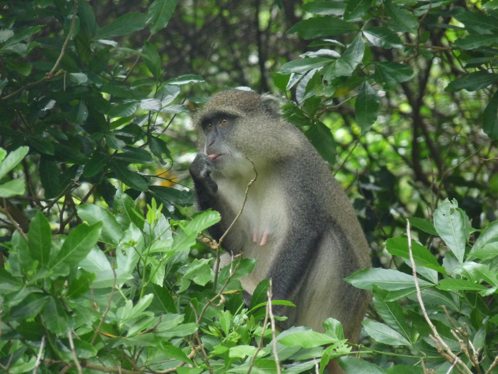 White-throated Samango from uMkhanyakude District Municipality, South ...