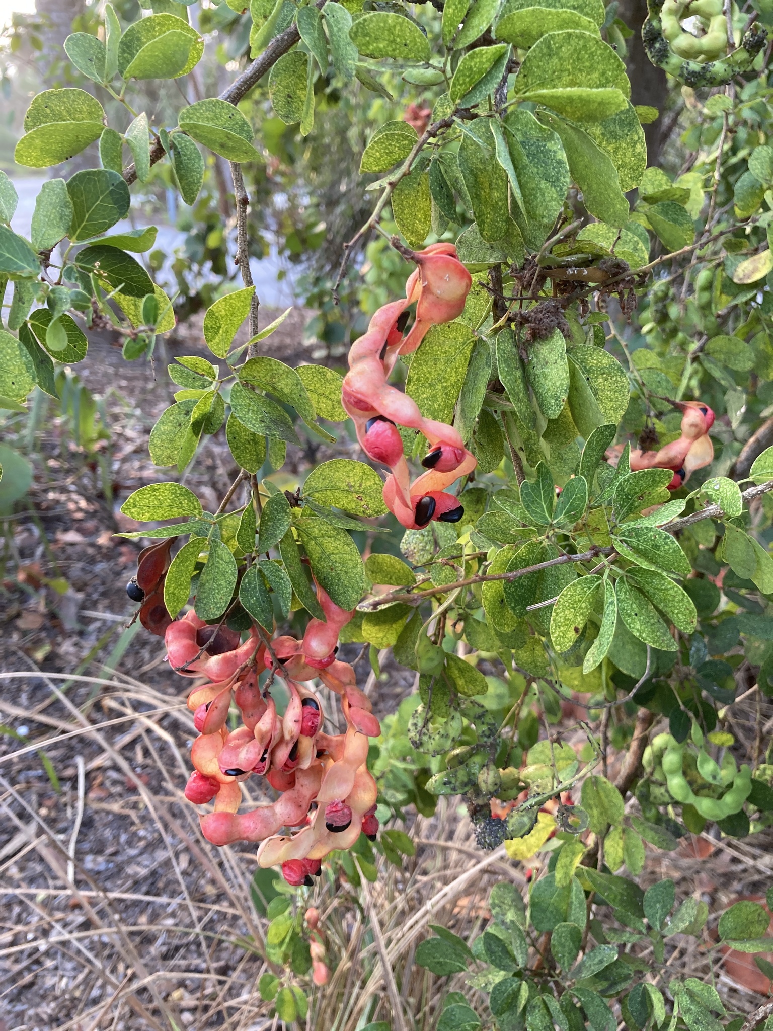 Pithecellobium unguis-cati (L.) Benth.