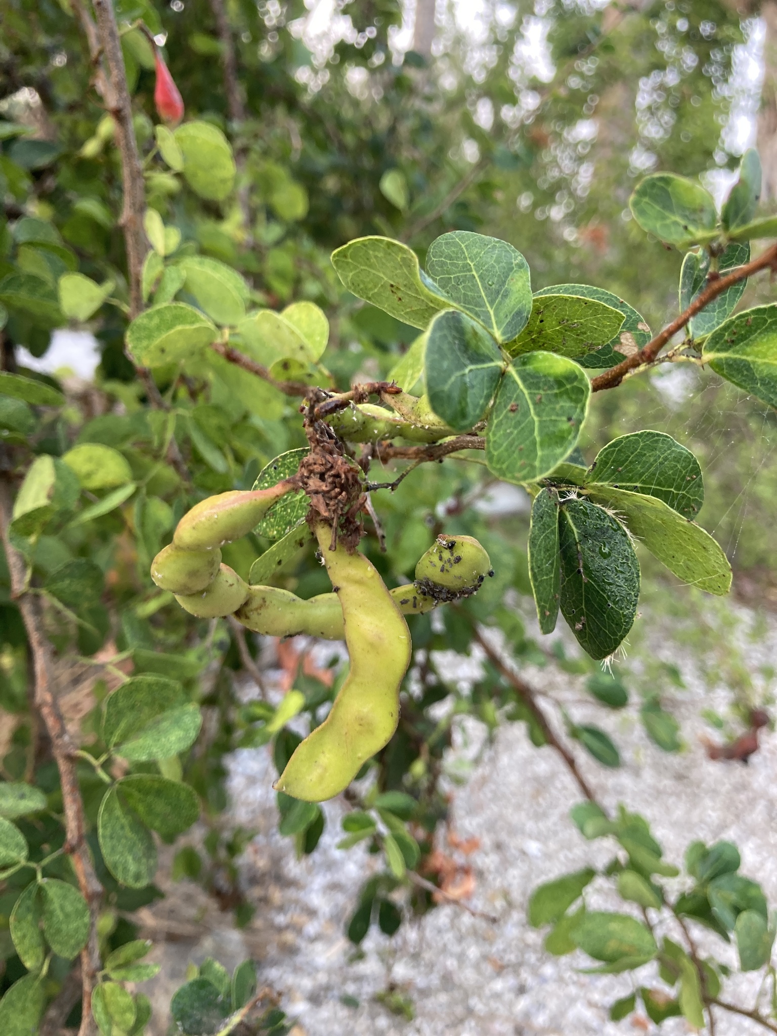 Pithecellobium unguis-cati (L.) Benth.