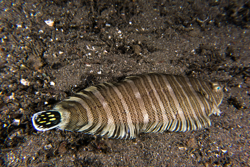 Spotted-tail Sole (Zebrias zebra) · iNaturalist