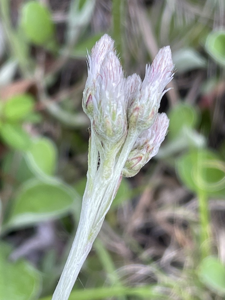 Parlin's Pussytoes from NC-109, Wadesboro, NC, US on April 14, 2023 at ...