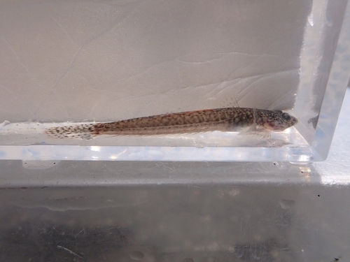 Eleutherochir mirabilis · iNaturalist