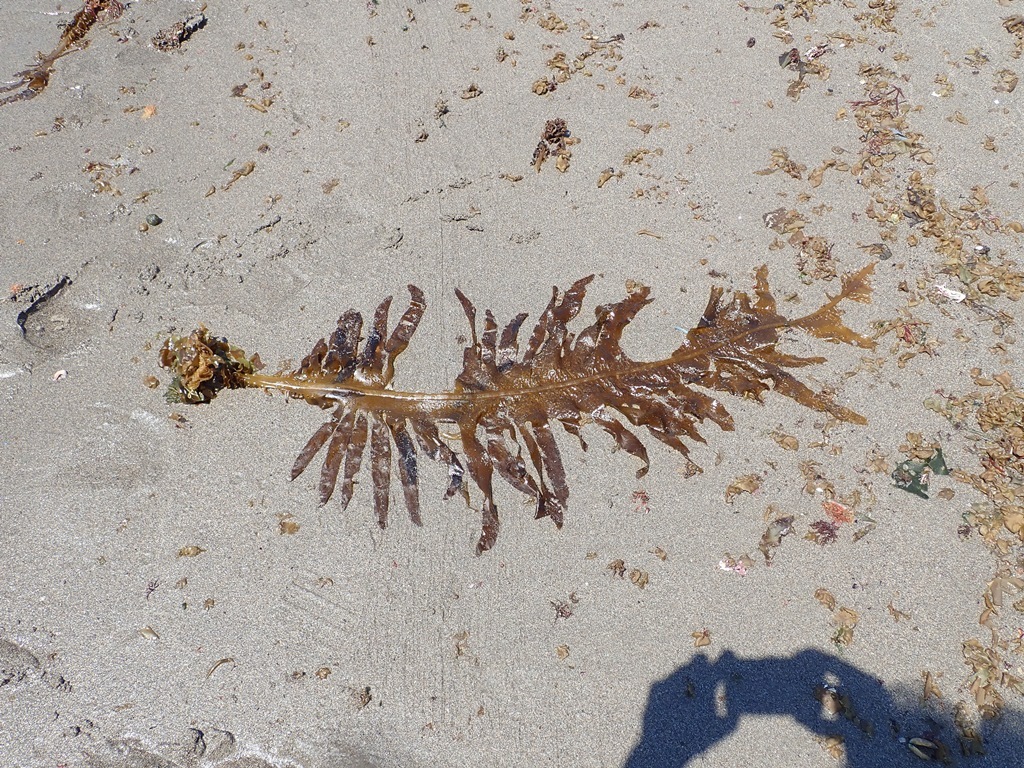 Undaria pinnatifida (Harv.) Suringar