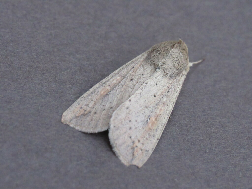 White-speck Moth from Bellbrook, Greene County, OH, USA on April 15 ...