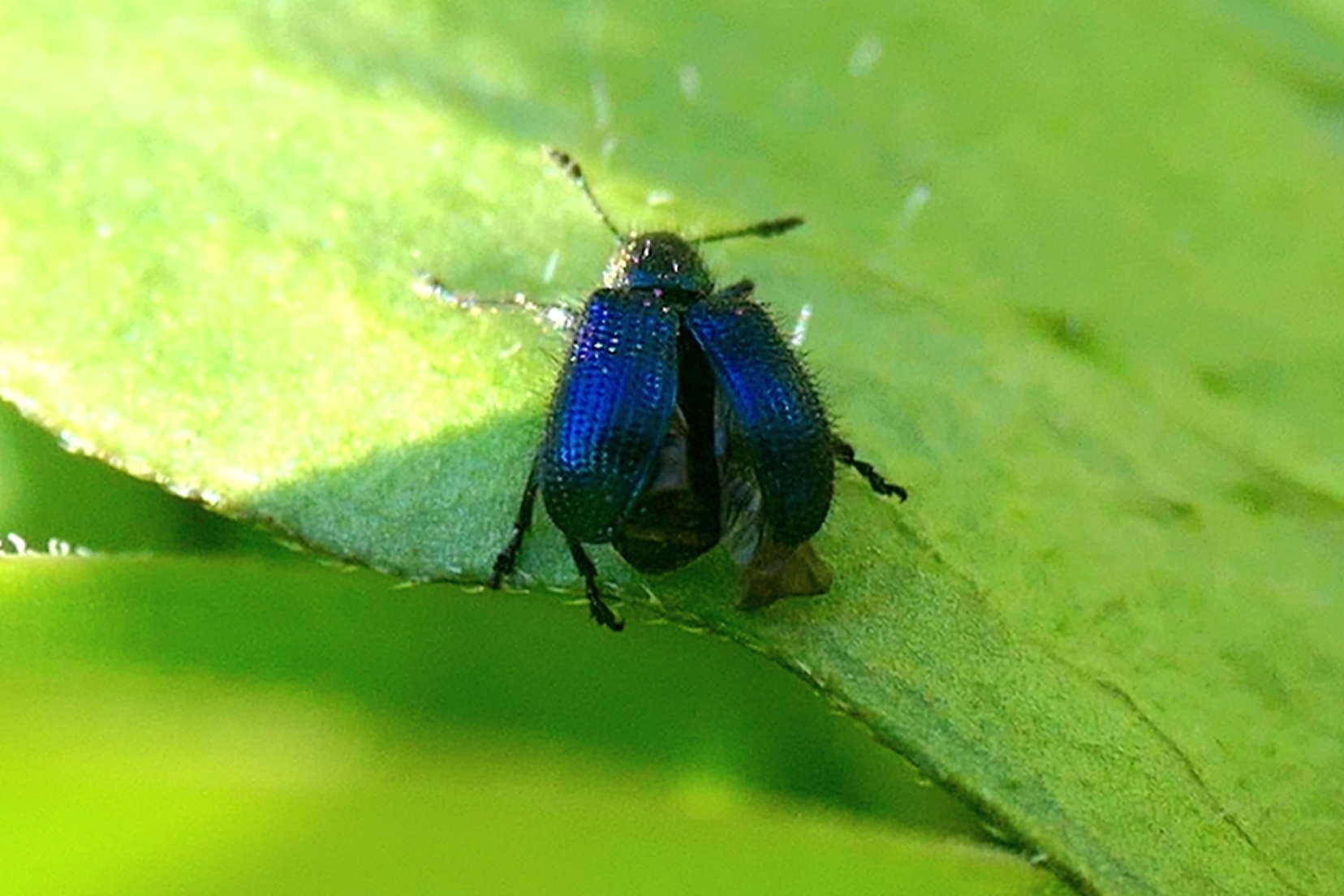 Involvulus icosandriae (J.A.Scopoli, 1763)