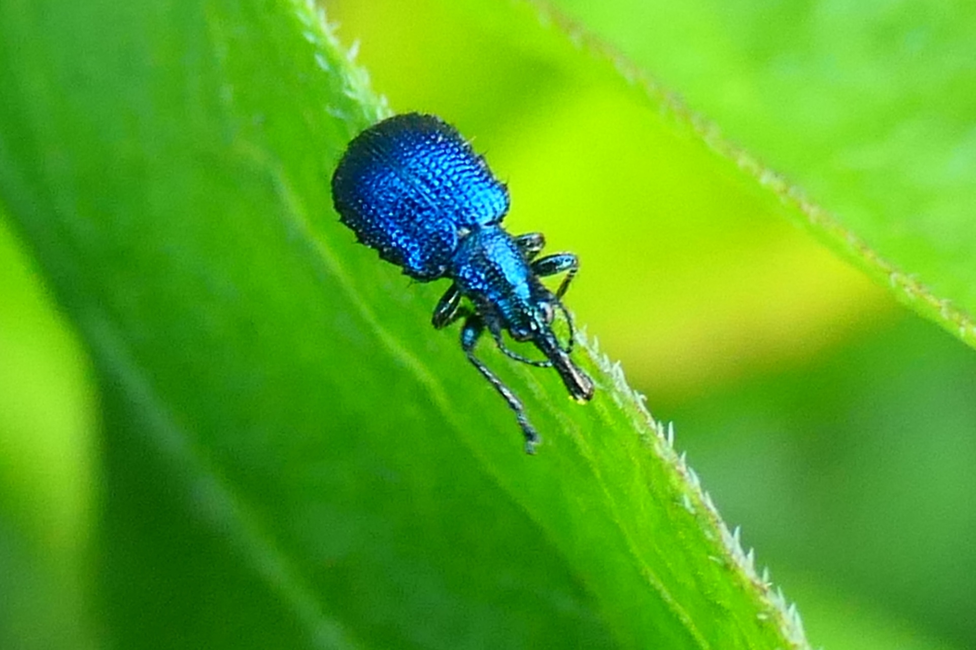 Involvulus icosandriae (J.A.Scopoli, 1763)