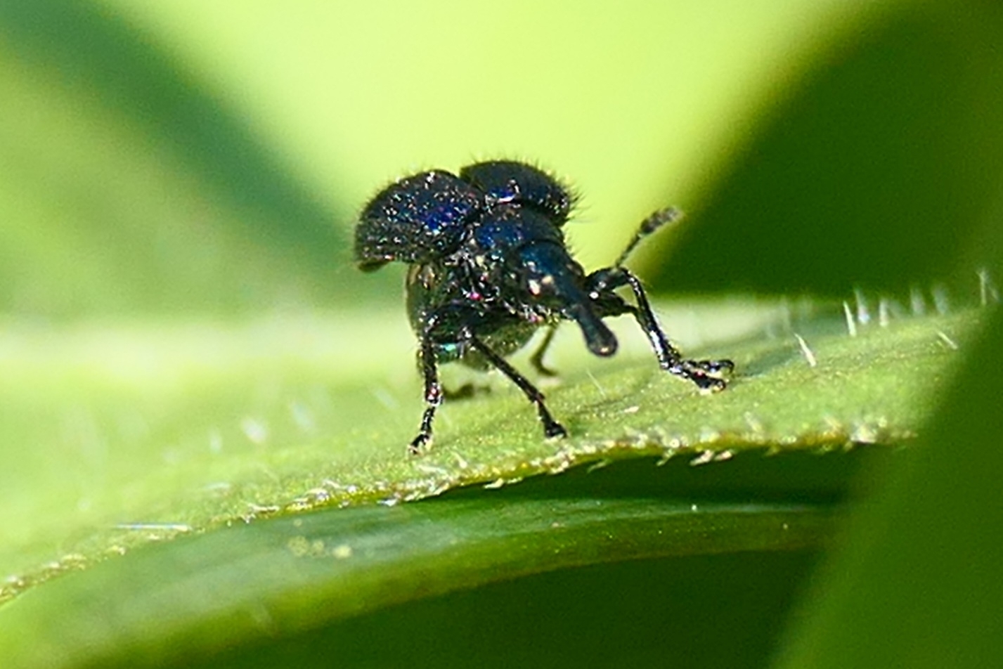 Involvulus icosandriae (J.A.Scopoli, 1763)