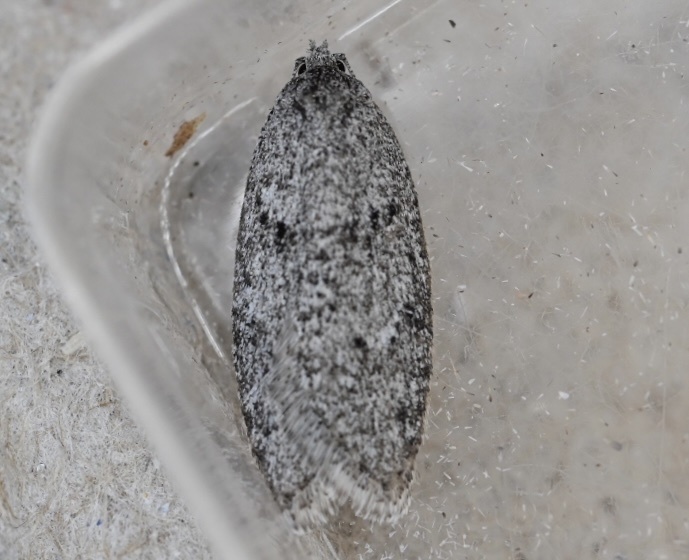 Poplar Micromoth from Notre Dame Dr, Wilmot, ON, CA on April 15, 2023 ...