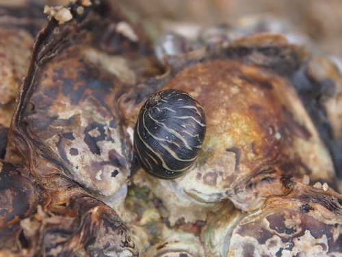 Clithon pulchellum · iNaturalist