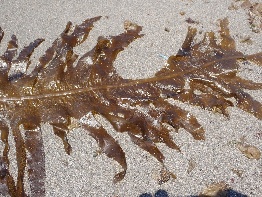 Undaria pinnatifida (Harv.) Suringar