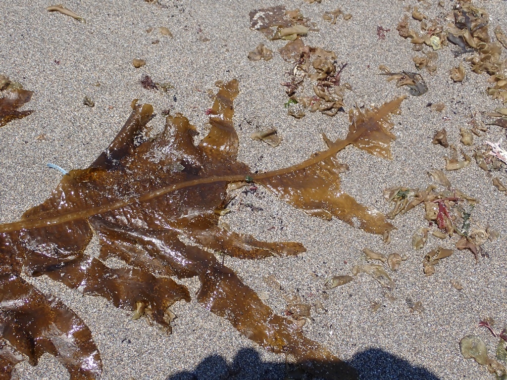 Undaria pinnatifida (Harv.) Suringar