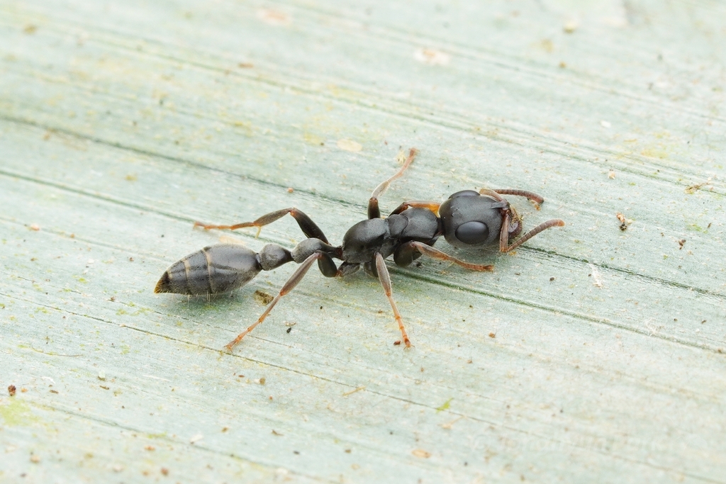 Tetraponera pilosa from 89300 Ranau, Sabah, Malaysia on December 28 ...