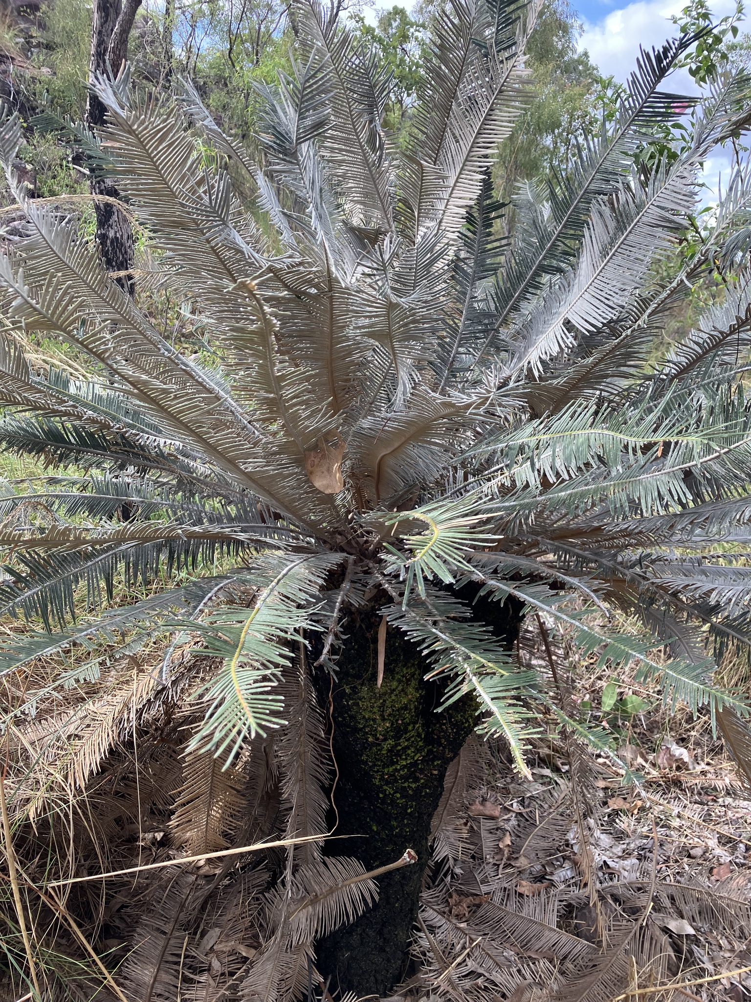 Cycas calcicola Maconochie