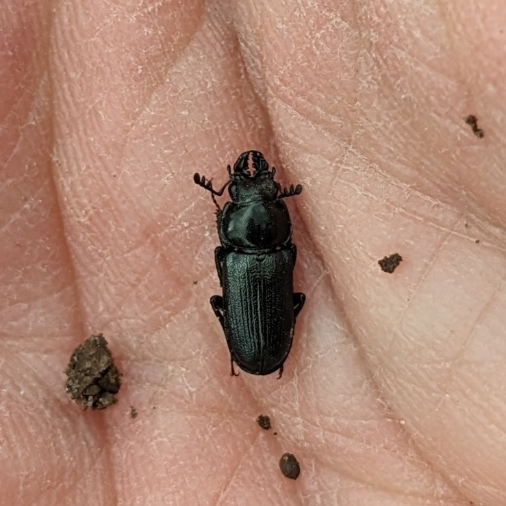 Oak Stag Beetle from Glencarlyn, Bluemont Trail, Arlington, VA, USA on ...