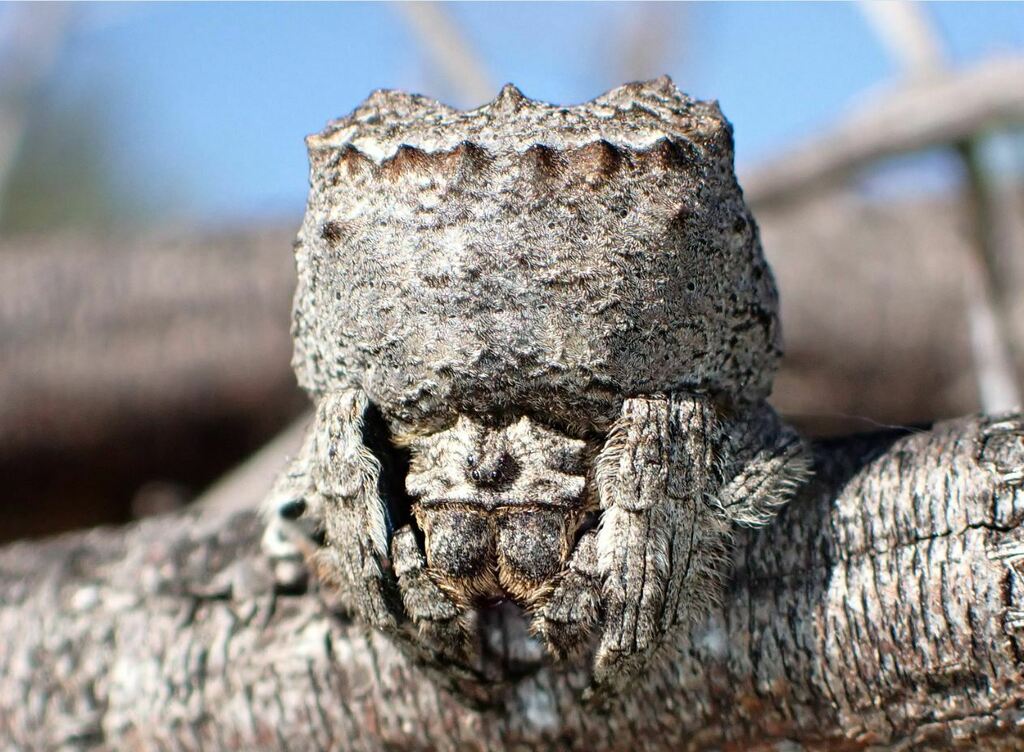 Bark Spiders from Valhalla, Centurion, 0185, South Africa on April 8 ...
