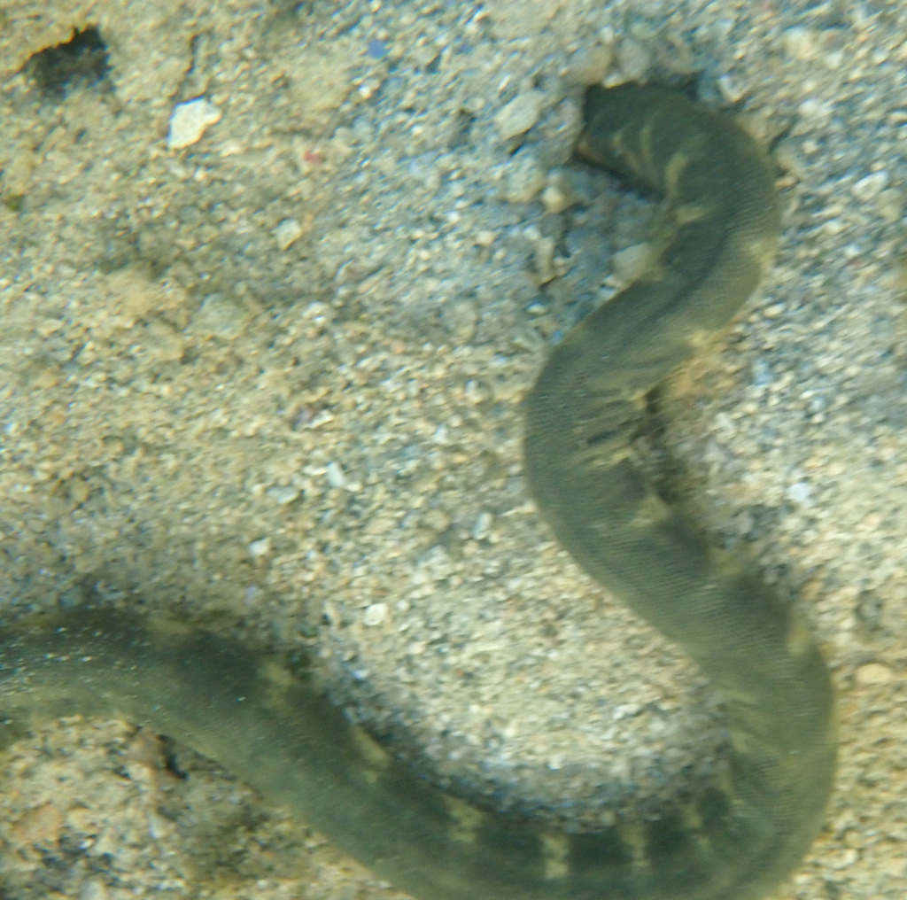 Marine File Snake from Bohol Sea, Philippines on April 15, 2023 at 04: ...