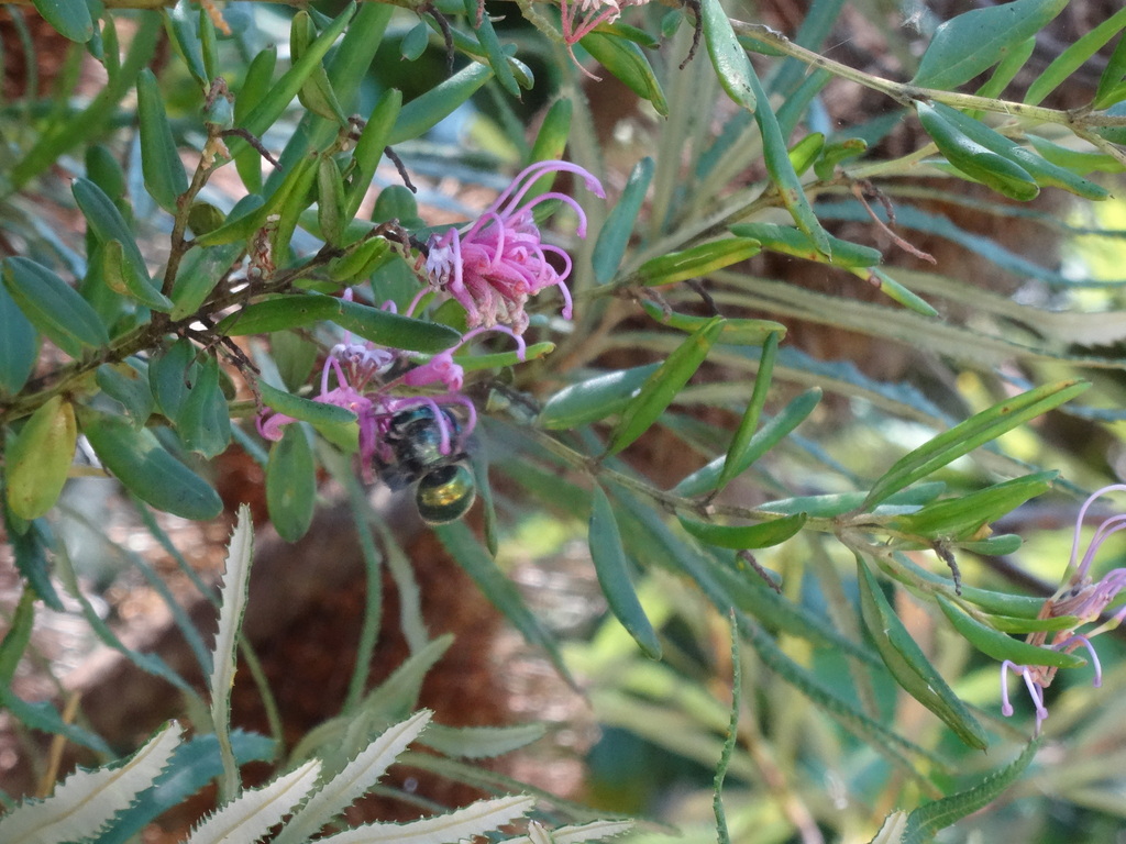 Peacock Carpenter Bee from Smiths Lake NSW 2428, Australia on December ...