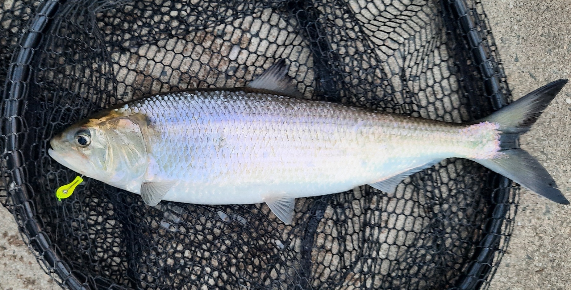 Alosa sapidissima (Wilson, 1811)