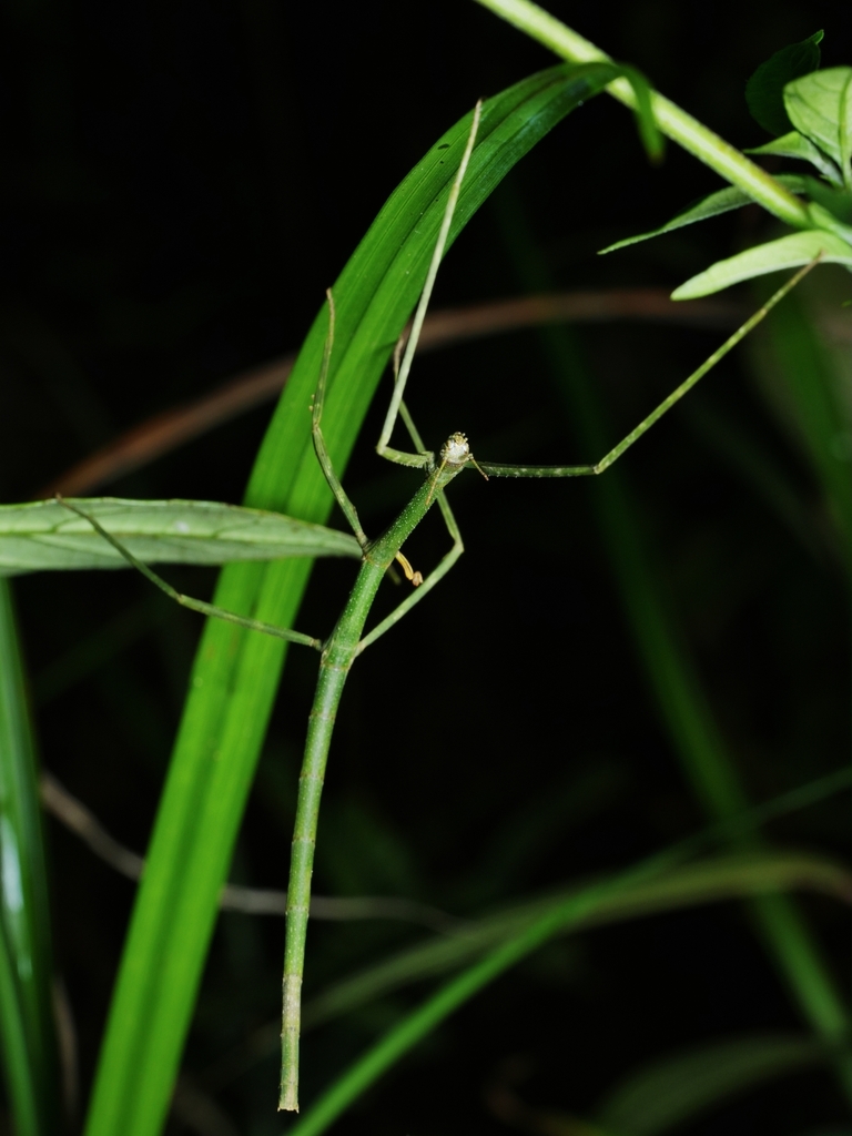 Ramulus rotundus from 广东省韶关市新丰县韶关新丰云髻山温泉旅游风景区 on April 7, 2023 at 06:02 ...