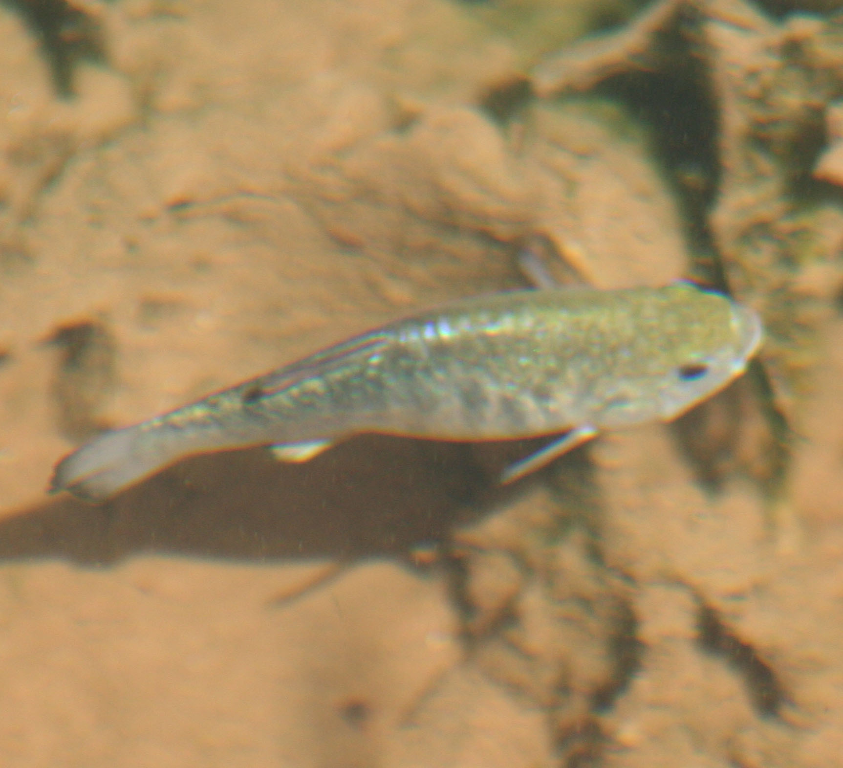 Cyprinodon nevadensis Eigenmann & Eigenmann, 1889