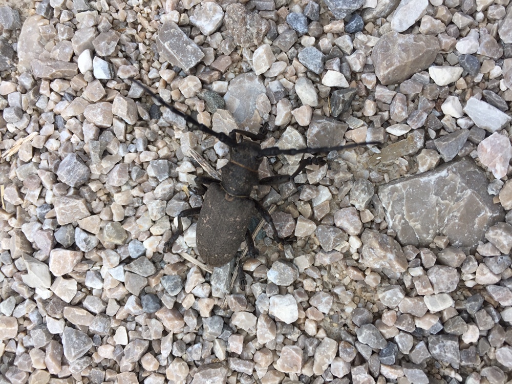 Lamia textor (Linnaeus, 1758)