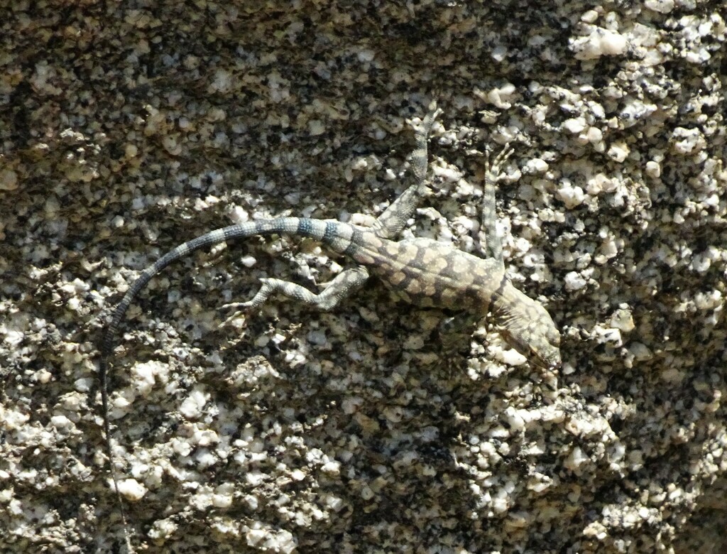 Banded Rock Lizard from Riverside County, CA, USA on April 14, 2023 at ...
