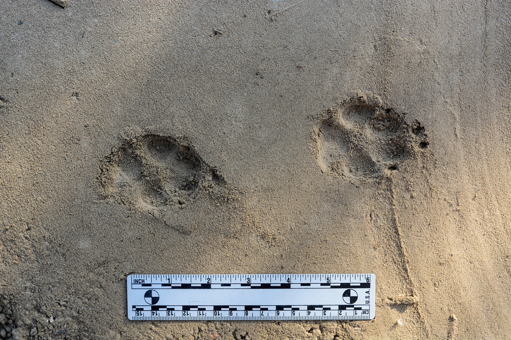 Domestic Dog from Tijuana River Valley, San Diego, CA, USA on October ...