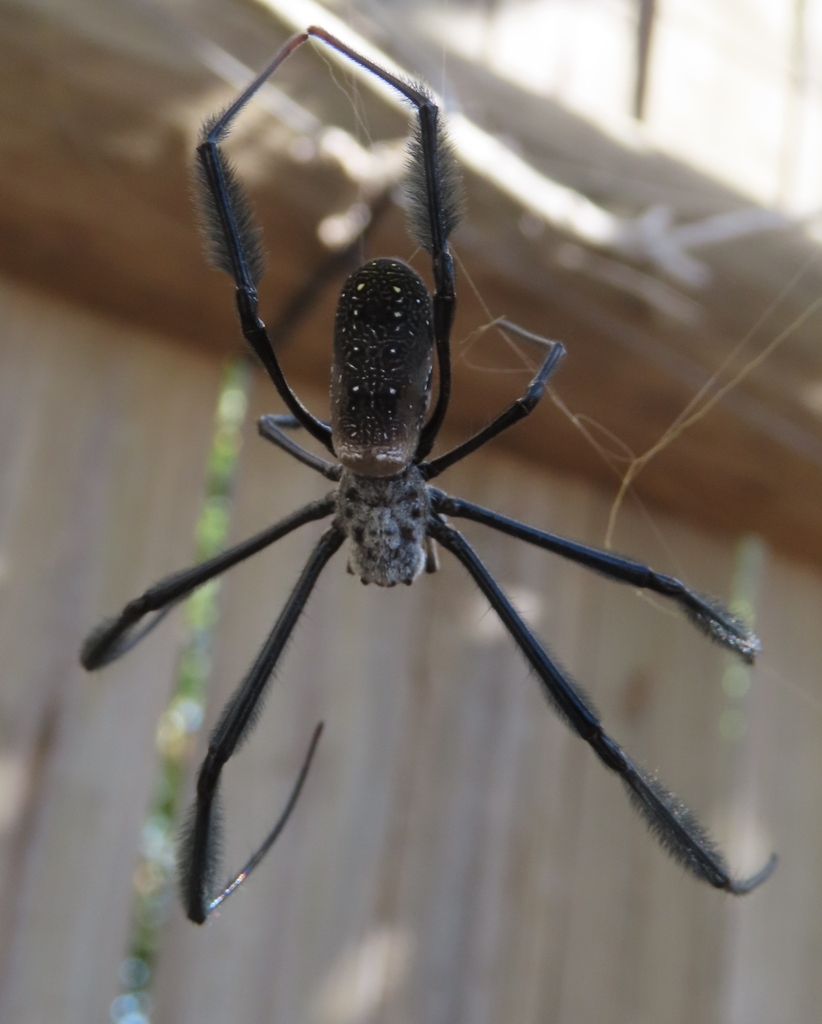Hairy Golden Orb-weaving Spider from Suiderstrand, South Africa on ...