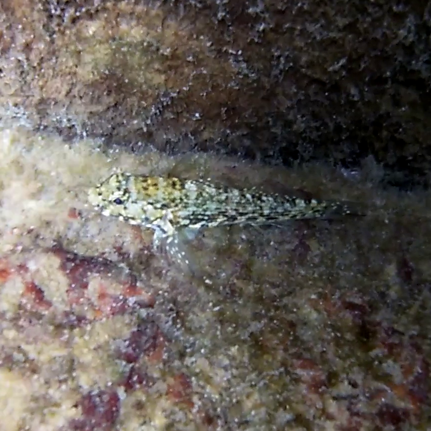 Bathygobius lineatus (Jenyns, 1841)