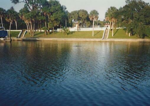 West Indian Manatee in March 1985 by Greg Meredith · iNaturalist
