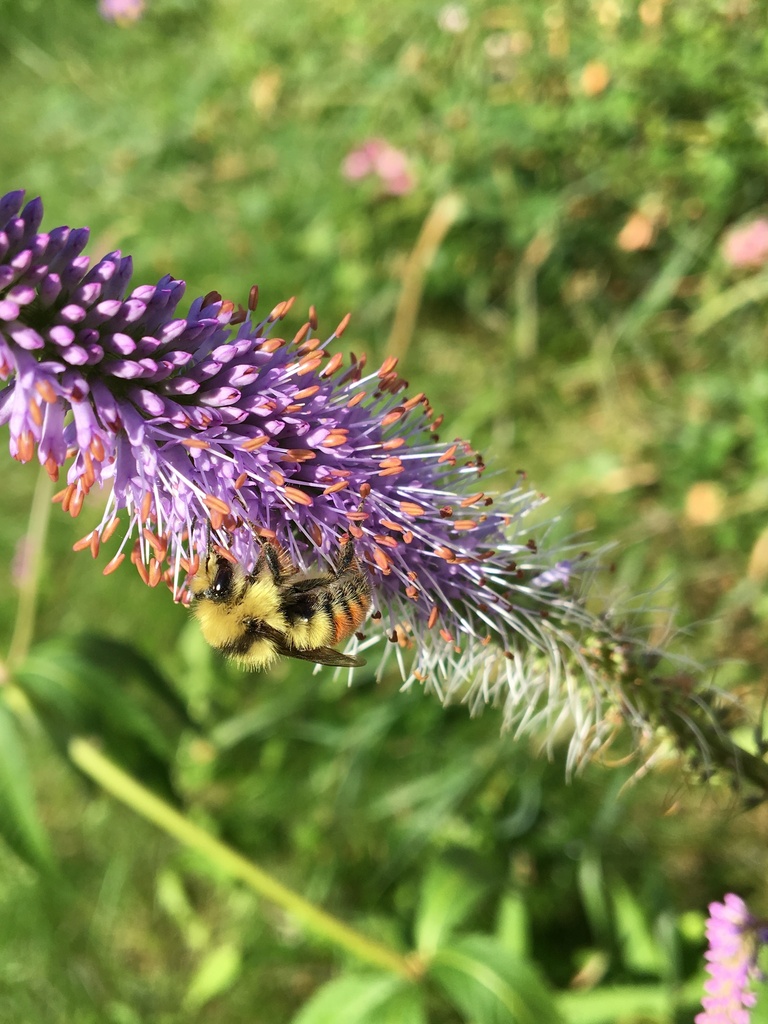 Great Basin Bumble Bee from Douglasdale, Calgary, AB T2Z, Canada on ...