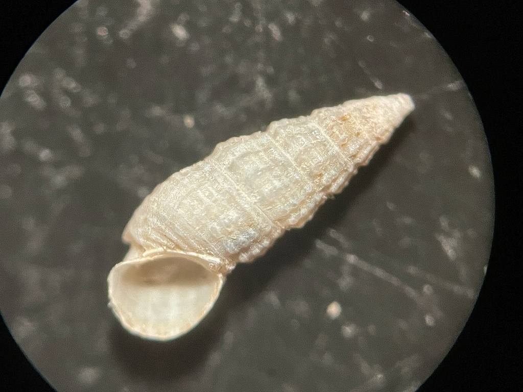 Bittiolum varium from Fort Myers Beach on May 25, 2022 by Jacob Weston ...