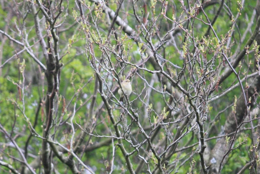 Common Chiffchaff from Greenacres, Buildwas Road, Ironbridge ...