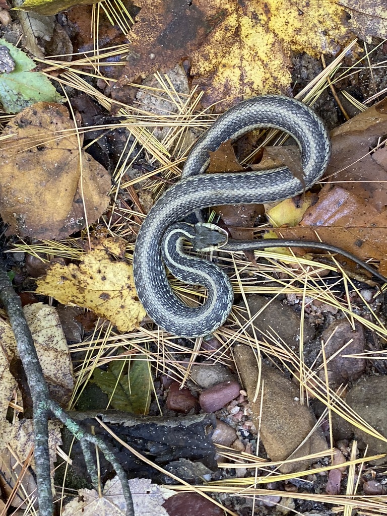 Common Garter Snake from Columbia County, WI, USA on October 20, 2019 ...