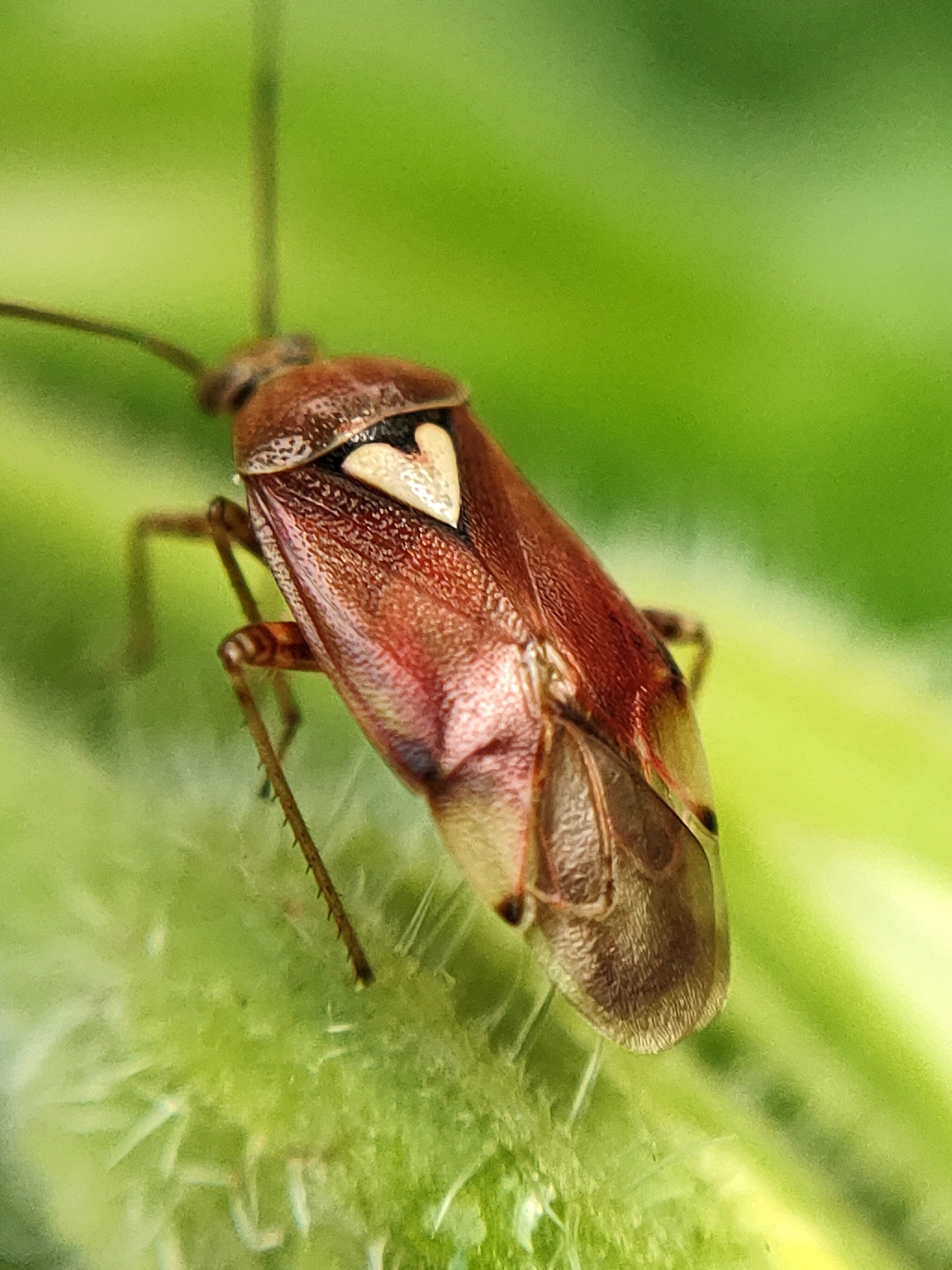 Lygus pratensis (Linnaeus, 1758)