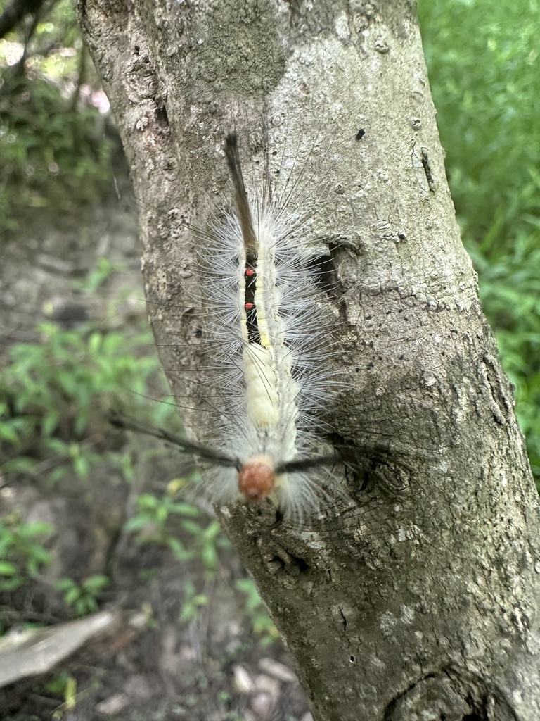 White-marked Tussock Moth from Pleasant Grove, Dallas, TX, US on April ...
