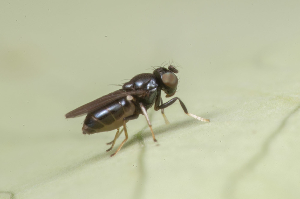 Periscelididae from Singapore on October 17, 2018 at 05:47 PM by budak ...