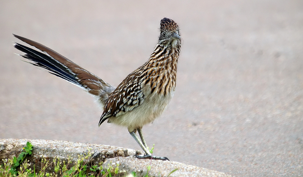 Greater Roadrunner from Breckinridge Park 3555 Brand Rd, Richardson, TX ...