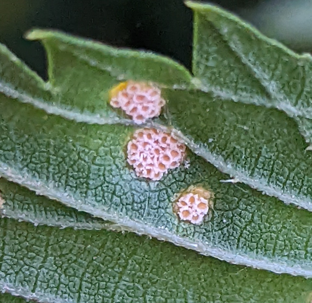 Nettle Clustercup Rust fungus from Telluride, CO 81435, USA on July 25 ...