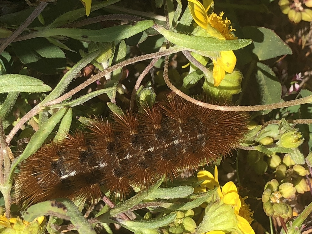 Tiger Moths from Carrizo Plain National Monument, Santa Margarita, CA ...
