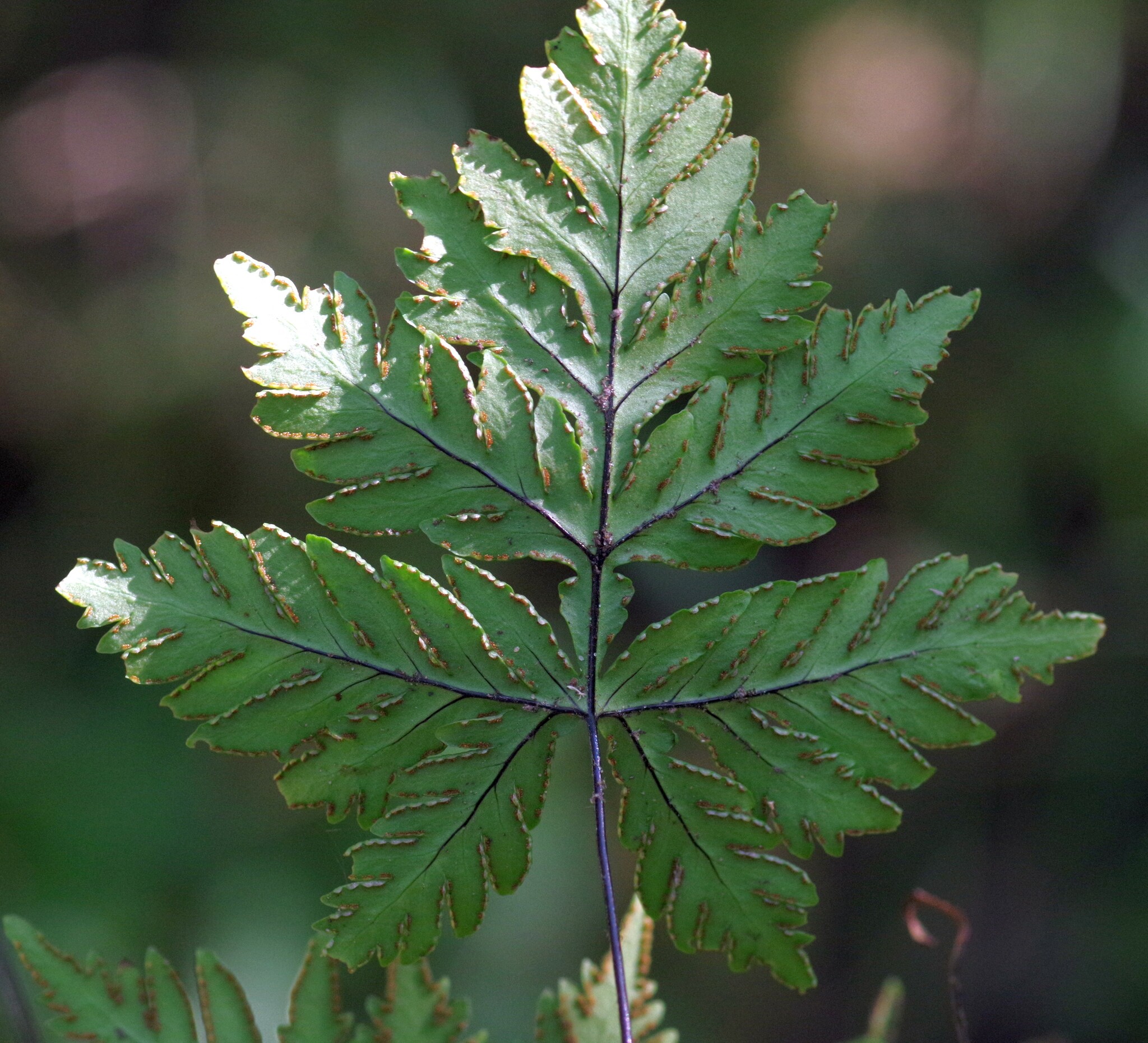 Doryopteris concolor (Langsd. & Fisch.) Kuhn