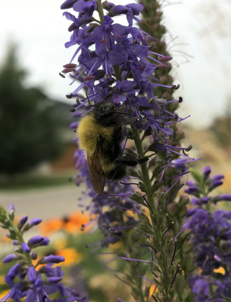 Perplexing Bumble Bee from Douglasdale, Calgary, AB T2Z, Canada on ...