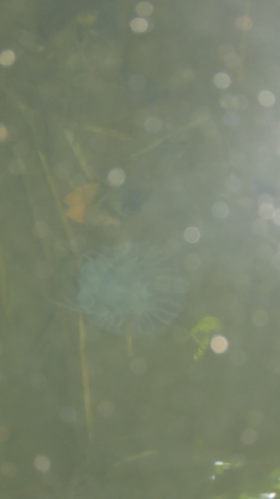 Bay Nettle from Catemaco, Ver., México on April 14, 2023 at 11:13 AM by ...