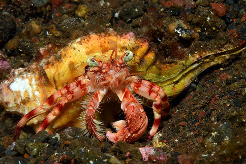 Dardanus jacquesi · iNaturalist