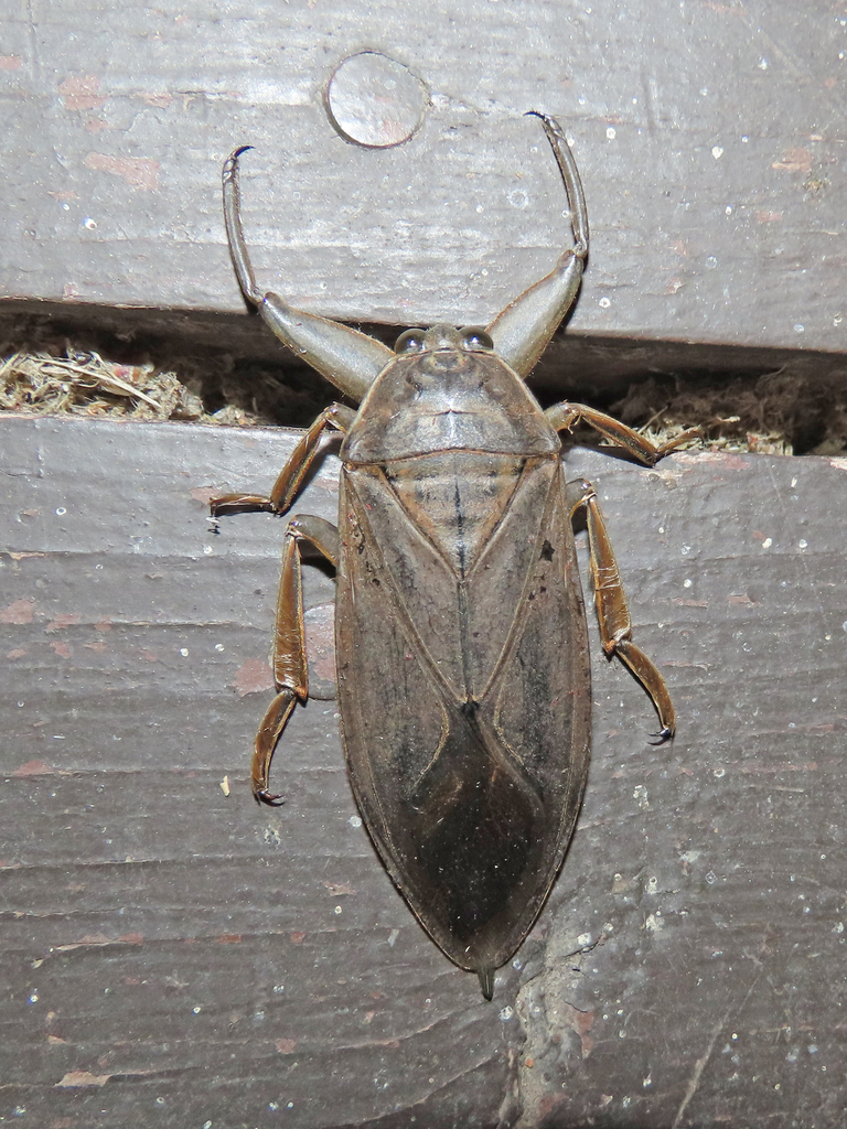 American Giant Water Bug from Staff House - Murphys Point PP, Lanark ...