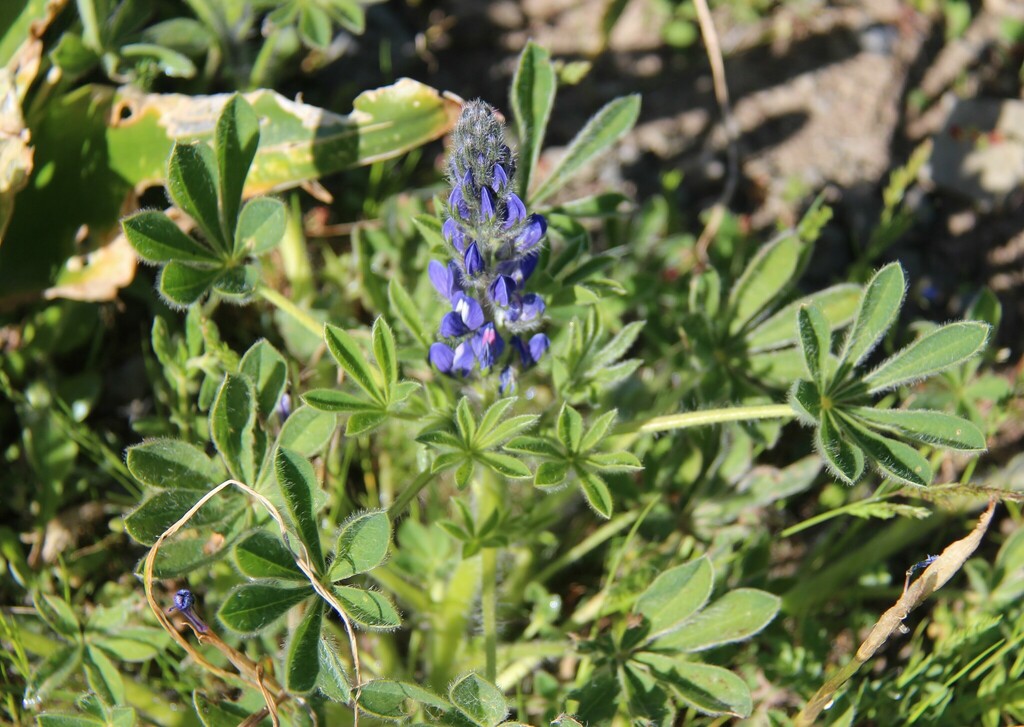 Small-flowered Lupine from Spili, Crete, Greece on March 29, 2023 at 03 ...