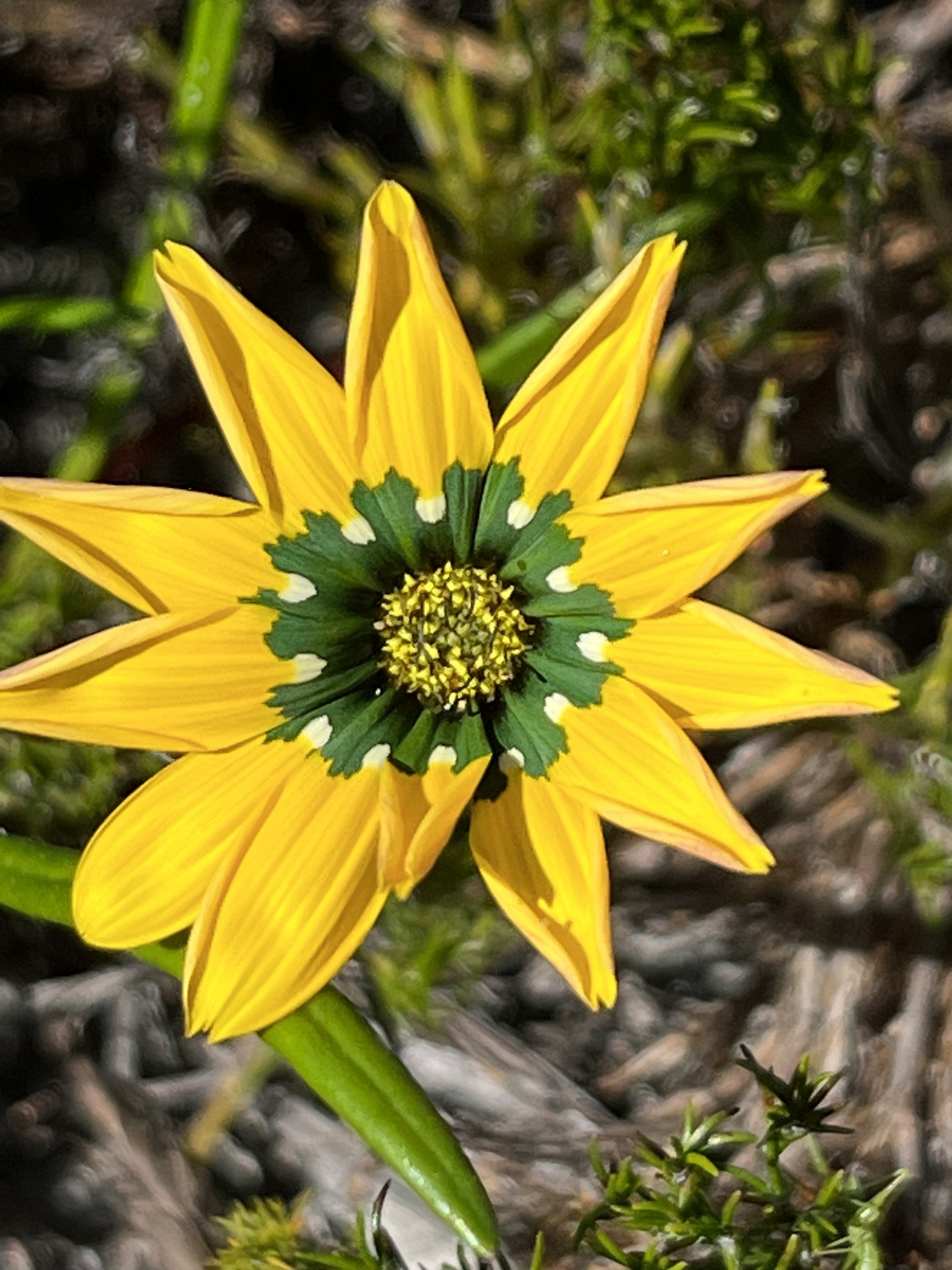 Gazania pectinata (Thunb.) Hartw.