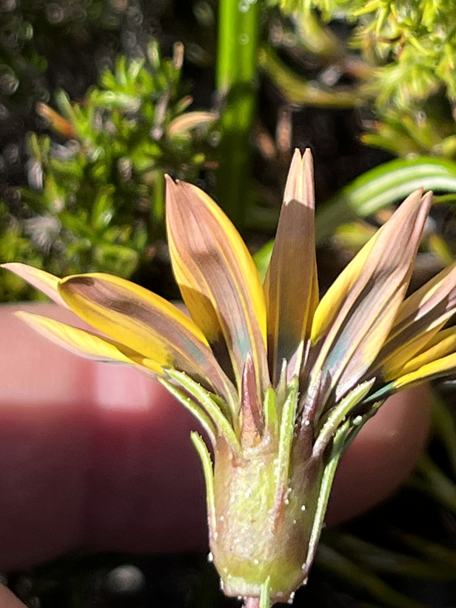 Gazania pectinata (Thunb.) Hartw.